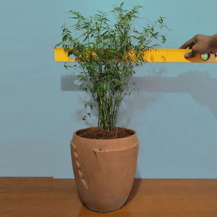 jual Tanaman hias bambu mini micro langsung dari petani