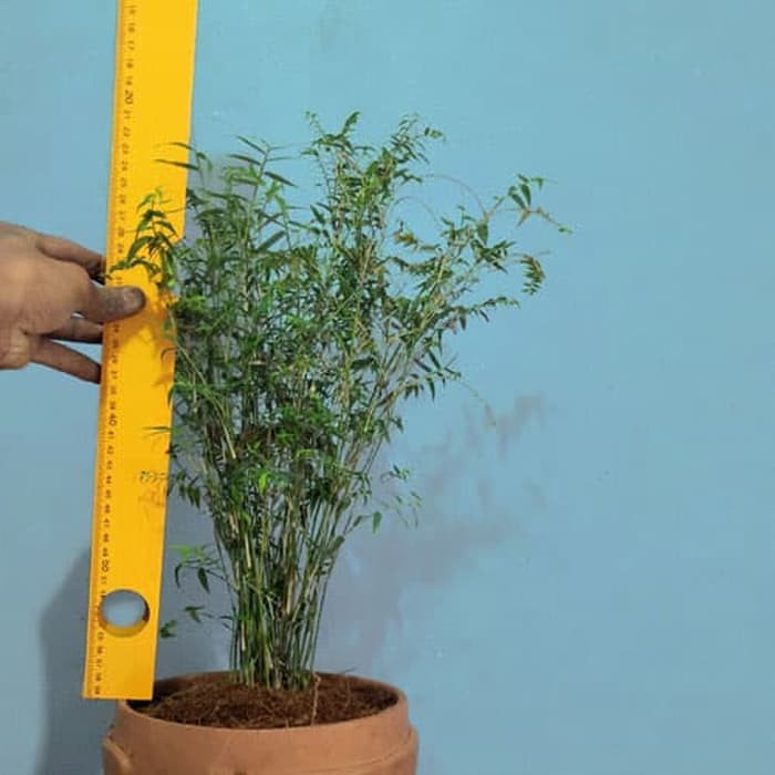 jual Tanaman hias bambu mini micro langsung dari petani