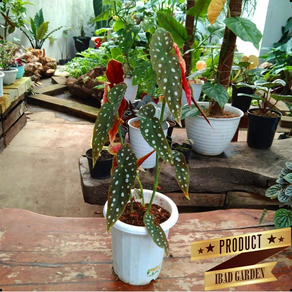 Jual Tanaman hias begonia polka dot langsung dari petani