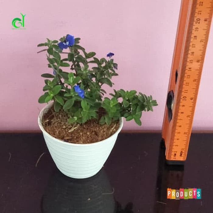 Jual Tanaman hias blue eyes bunga biru langsung dari petani