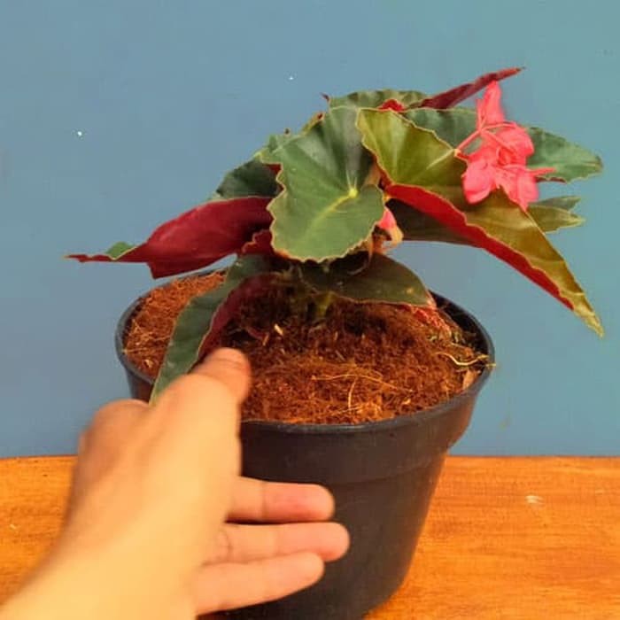 Tanaman hias bunga Begonia api merah langsung dari petani
