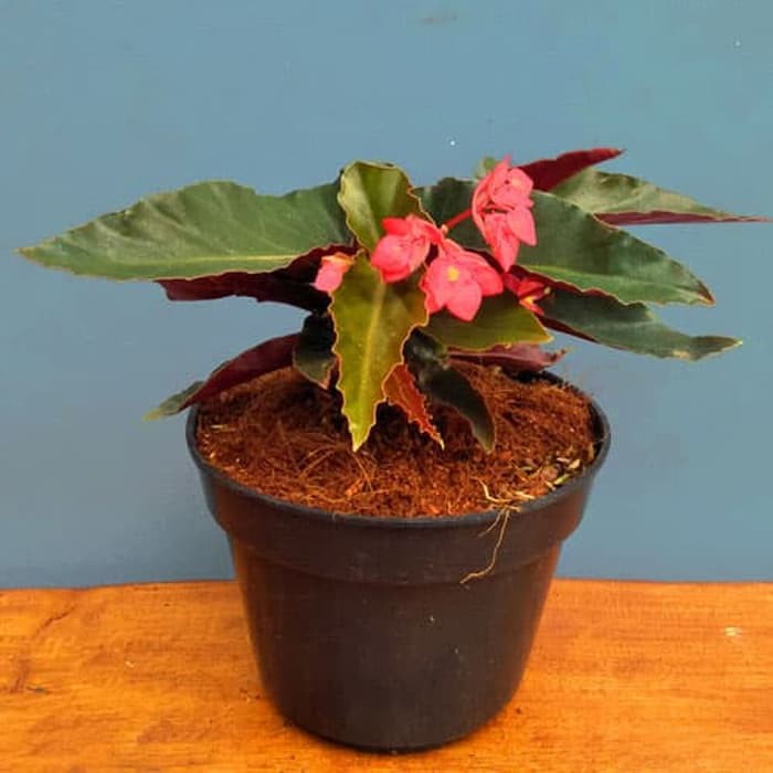 Tanaman hias bunga Begonia api merah langsung dari petani