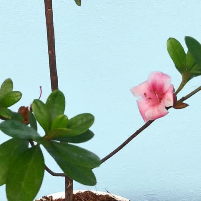 Jual Tanaman bunga azalea orange holland langsung dari petani