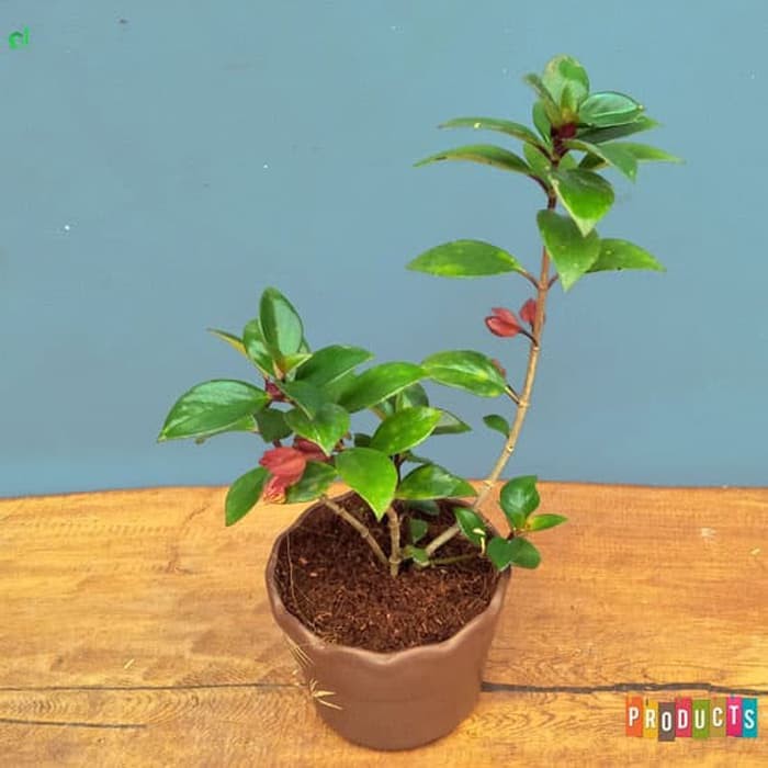 jual Tanaman hias bunga pacar air merah langsung dari petani