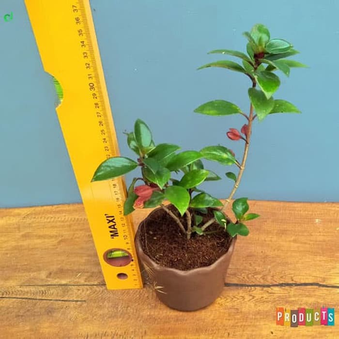 jual Tanaman hias bunga pacar air merah langsung dari petani