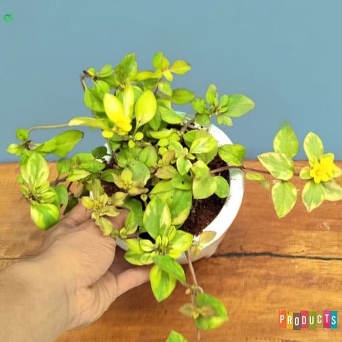 jual Tanaman hias Portulaca oleracea leaf gold langsung dari petani
