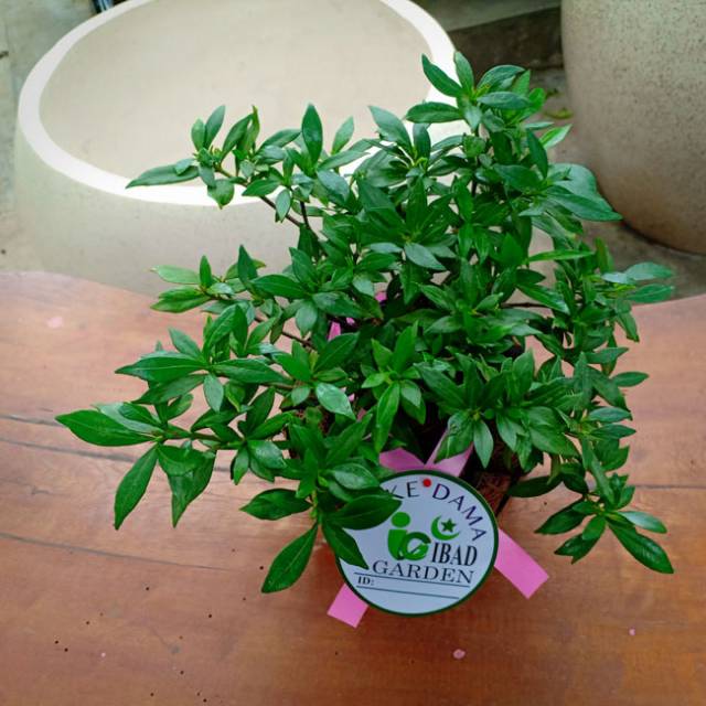 Kokedama melati mini wangi karya dari desa untuk indonesia