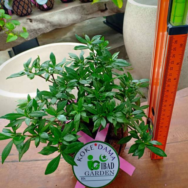 Kokedama melati mini wangi karya dari desa untuk indonesia