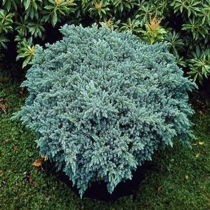 jual Cemara perak biru siap tanam langsung dari petani