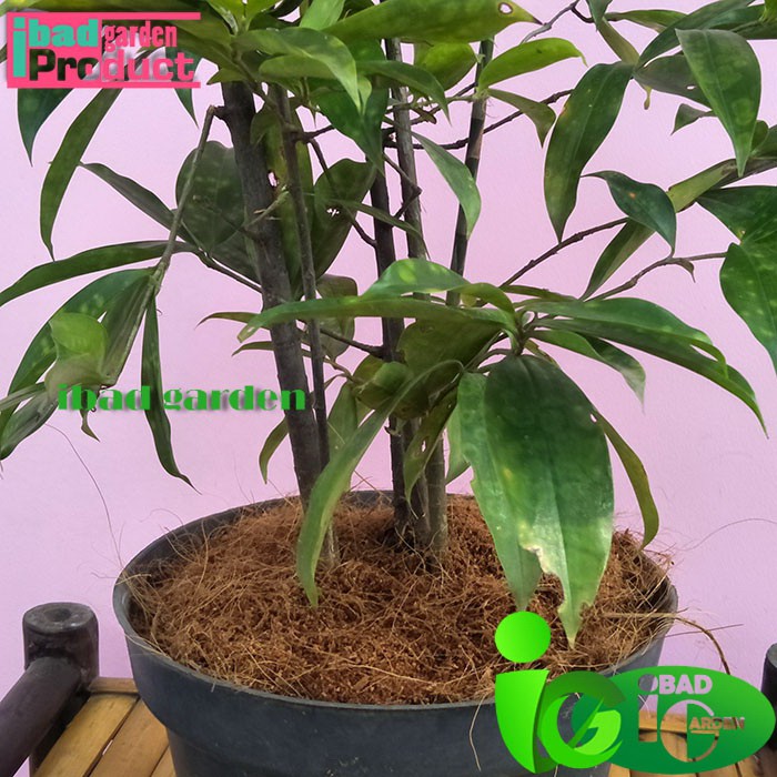 jual Tanaman Bambu jepang Langsung dari petani