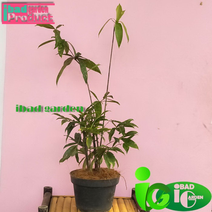 jual Tanaman Bambu jepang Langsung dari petani