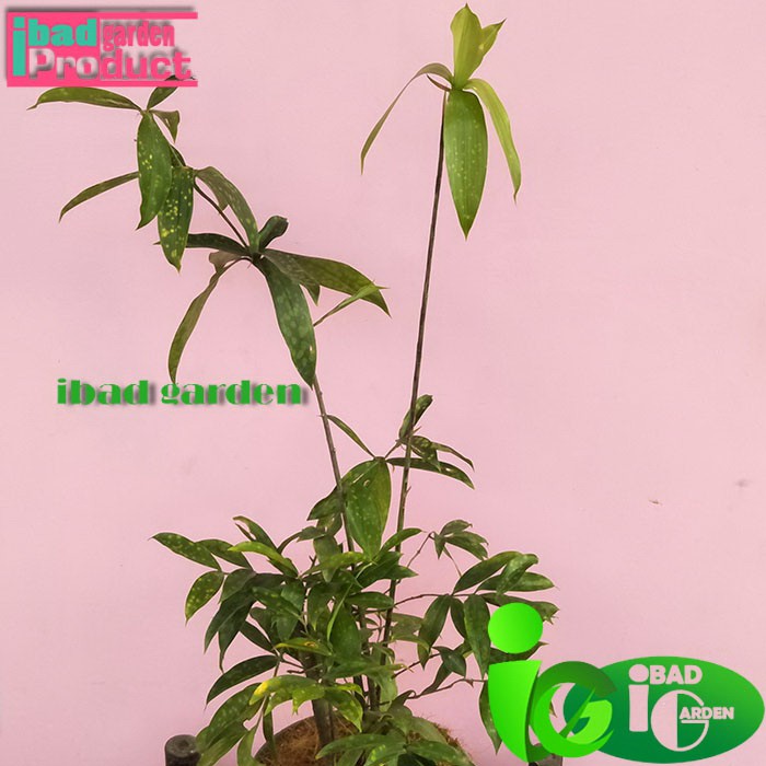 jual Tanaman Bambu jepang Langsung dari petani