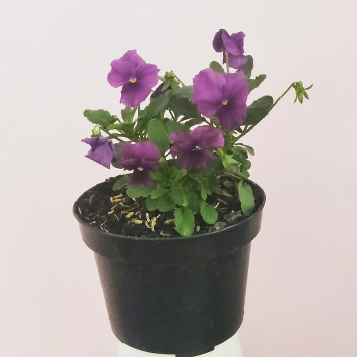 jual Tanaman Edible flower pansy bunga ungu langsung dari petani
