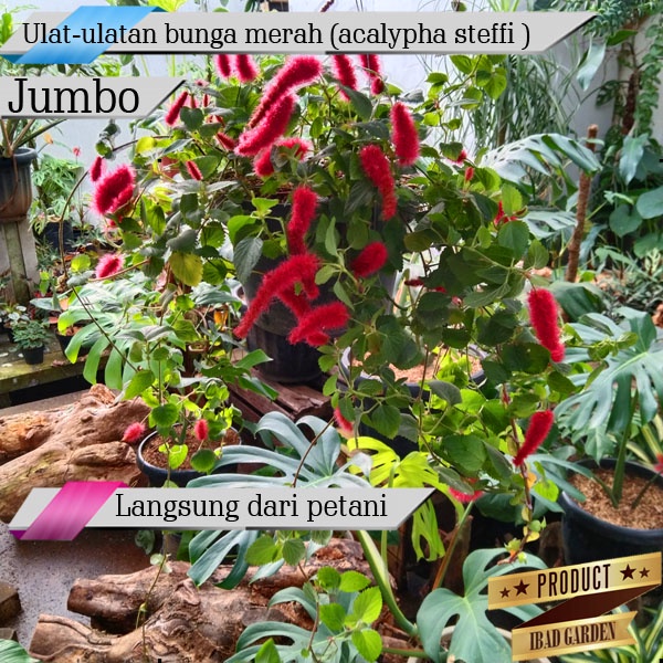 Jual Acalypha steffi ulat-ulatan bunga merah langsung dari petani