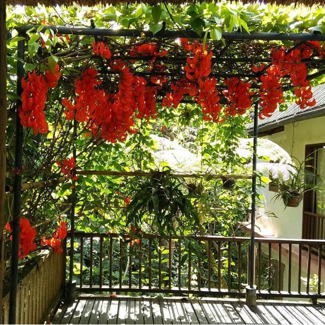 Jual tanaman Irian flame bunga orange 2 m langsung dari petani