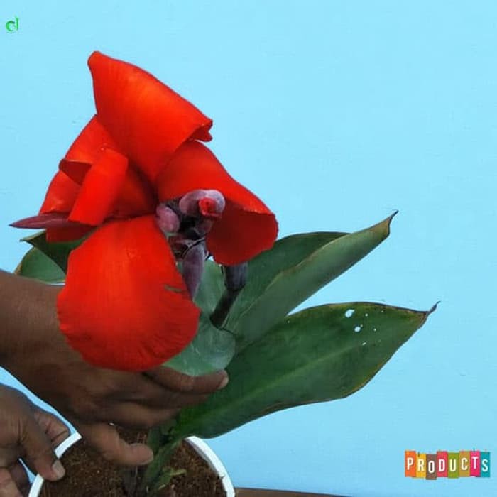 Jual tanaman Kana bunga merah langsung dari petani