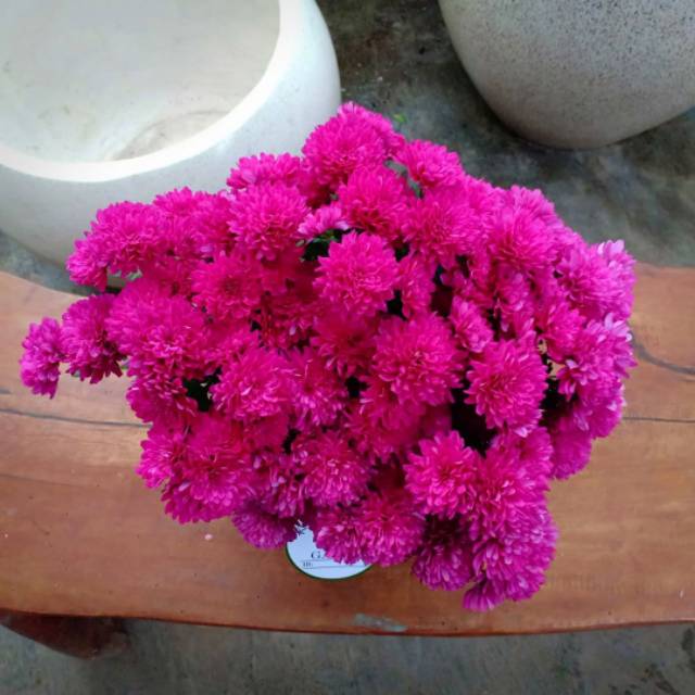 Kokedama krisan bunga ungu karya dari desa untuk indonesia