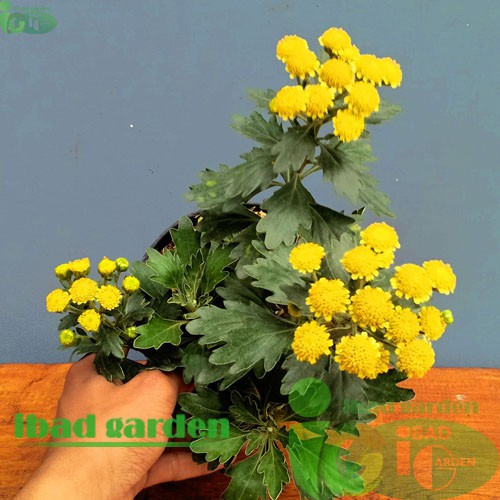 Jual tanaman Krisan daun putih bunga kuning langsung dari petani