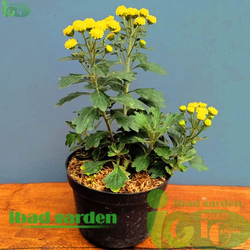 Jual tanaman Krisan daun putih bunga kuning langsung dari petani