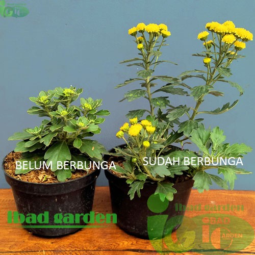 Jual tanaman Krisan daun putih bunga kuning langsung dari petani