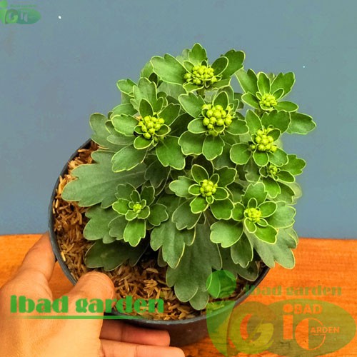 Jual tanaman Krisan daun putih bunga kuning langsung dari petani