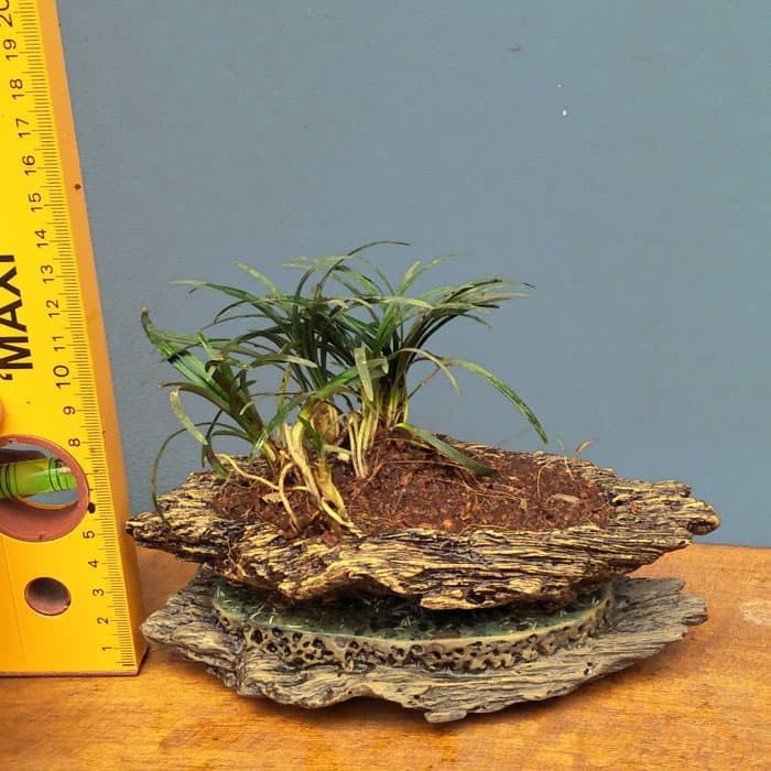 Jual tanaman Kucai mini langsung dari petani