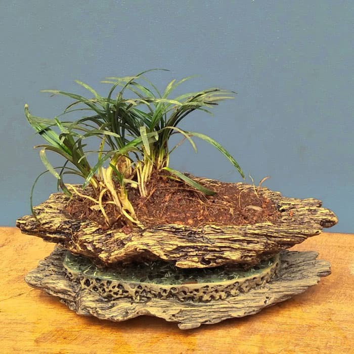 Jual tanaman Kucai mini langsung dari petani