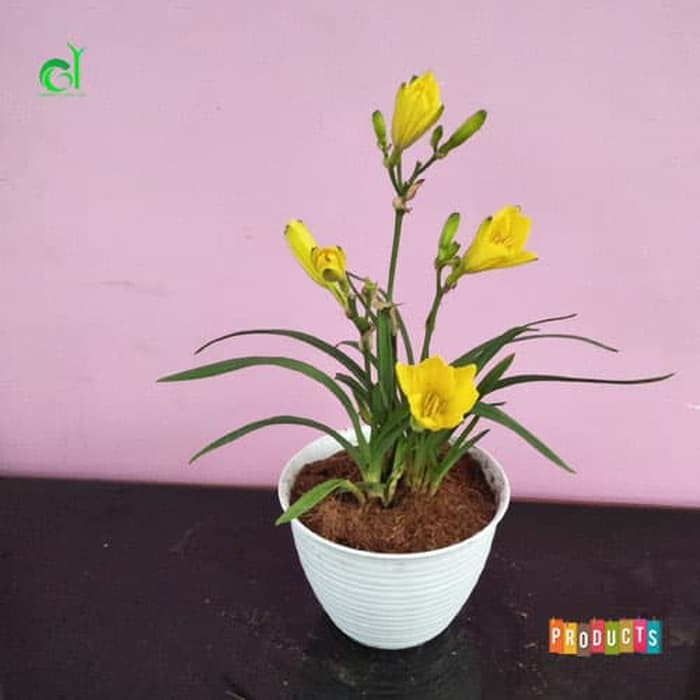 Jual tanaman Lilibek bunga kuning langsung dari petani