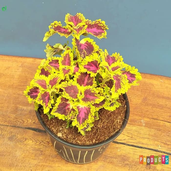 jual Tanaman Miana urat merah langsung dari petani