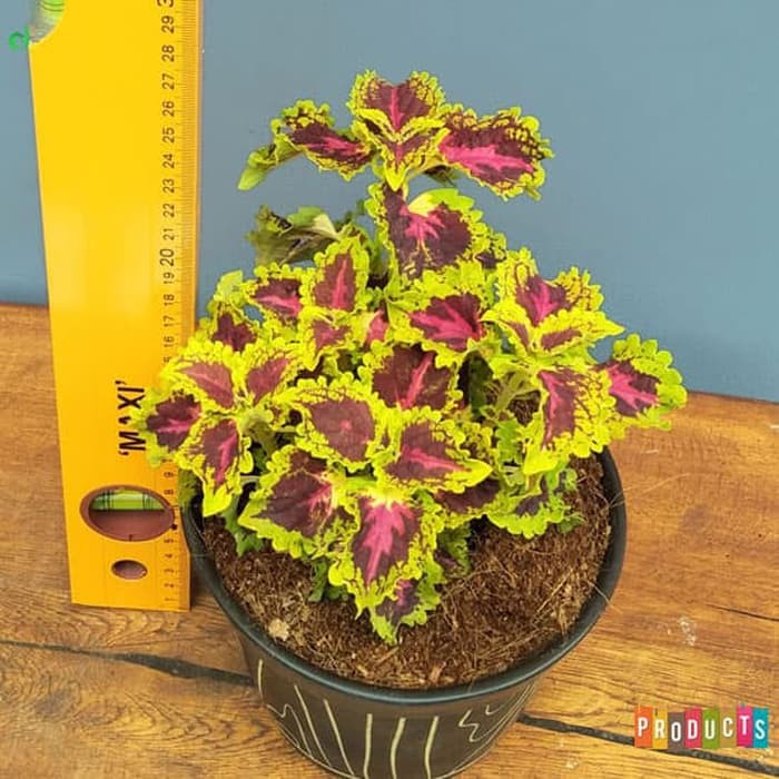 jual Tanaman Miana urat merah langsung dari petani