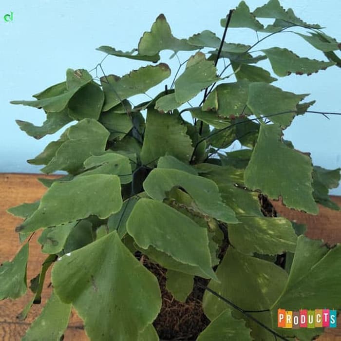 jual Tanaman Suplir daun besar langsung dari petani