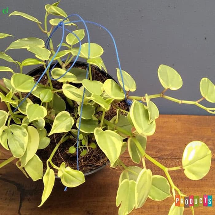 jual Tanaman Peperomia scandens variegata langsung dari petani