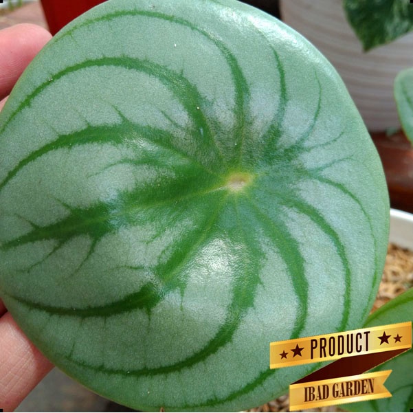 jual Tanaman Peperomia watermelon silver langsung dari petani