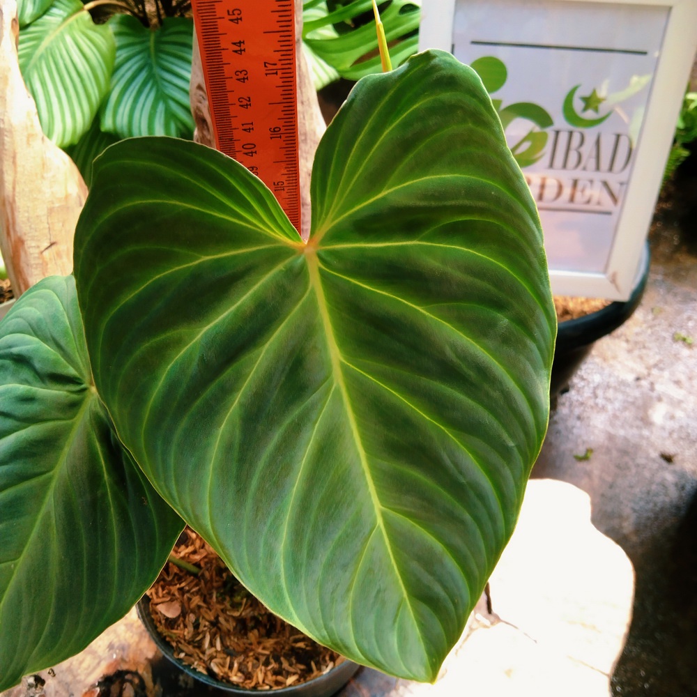 jual Tanaman hias philodendron splendid langsung dari petani