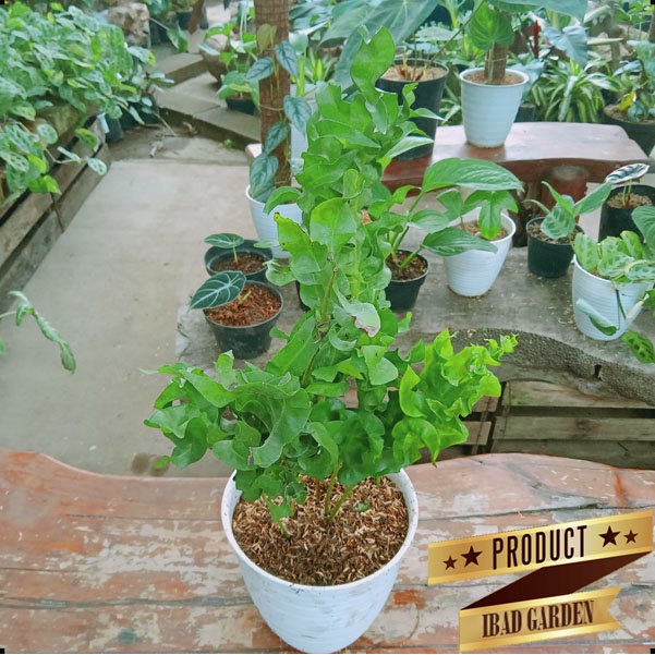 jual Tanaman hias phymatosorus Kadaka api langsung dari petani