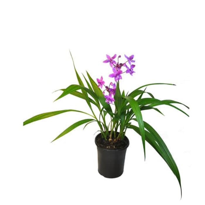 jual Tanaman hias Anggrek tanah bunga ungu langsung dari petani