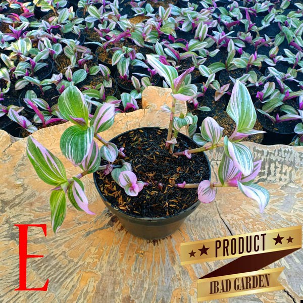 jual Tanaman hias Gewor pink varigata langsung dari petani