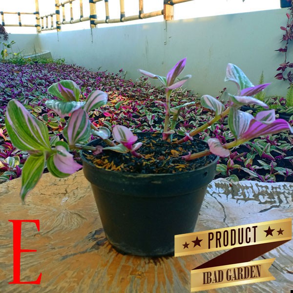 jual Tanaman hias Gewor pink varigata langsung dari petani