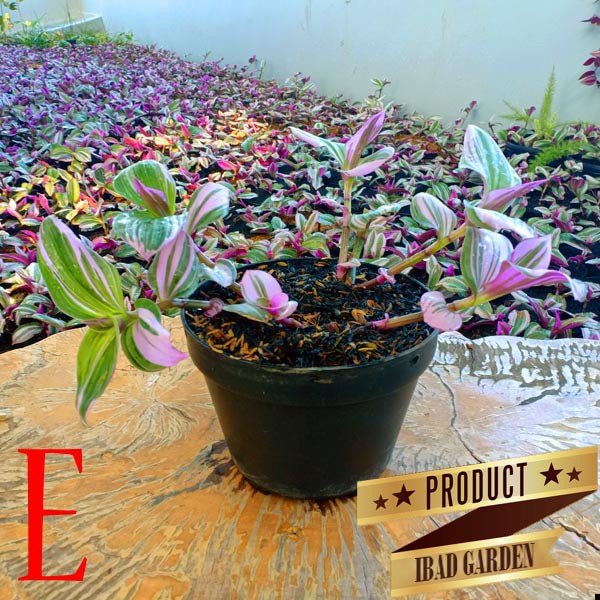 jual Tanaman hias Gewor pink varigata langsung dari petani