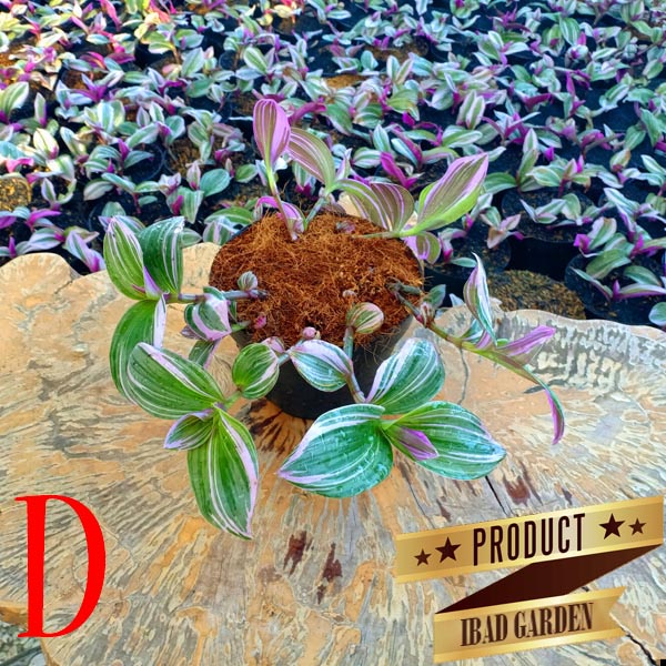 jual Tanaman hias tradescantia nanouk pink langsung dari petani