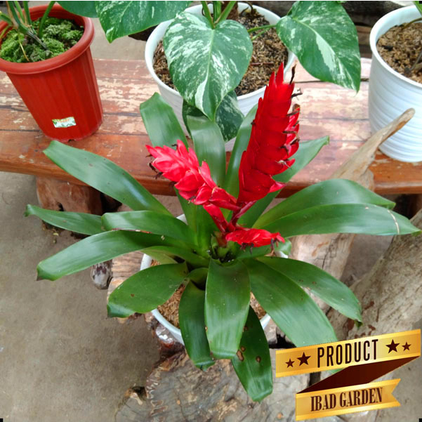 jual Tanaman vriesea christiane bunga merah langsung dari petani