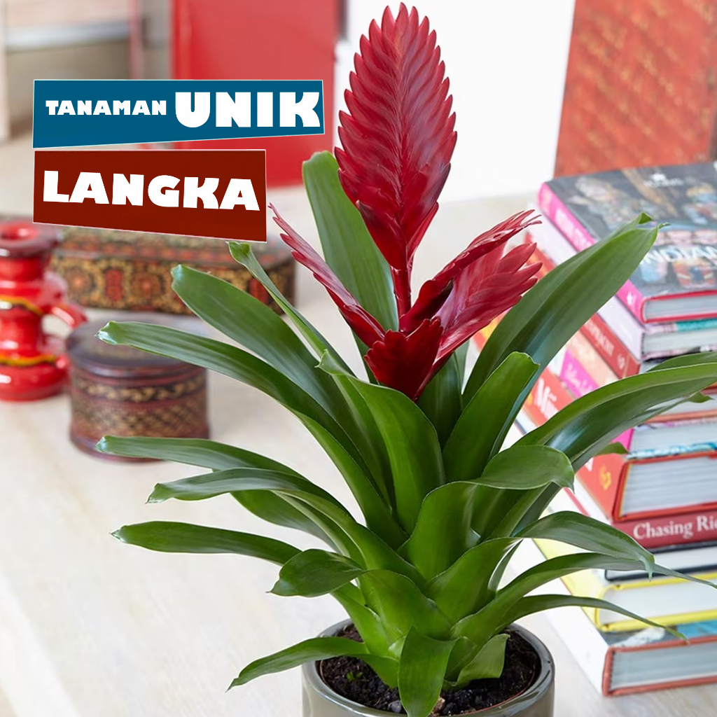 jual Tanaman vriesea christiane bunga merah langsung dari petani