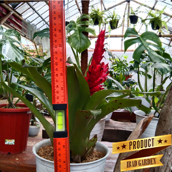 jual Tanaman vriesea christiane bunga merah langsung dari petani