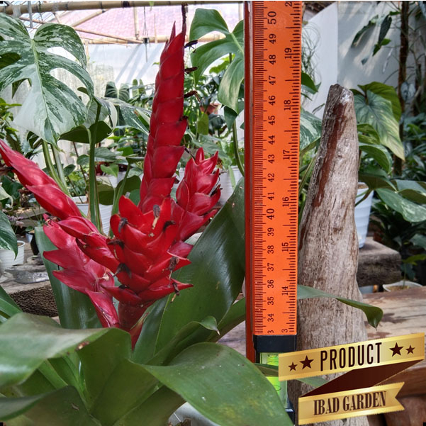 jual Tanaman vriesea christiane bunga merah langsung dari petani