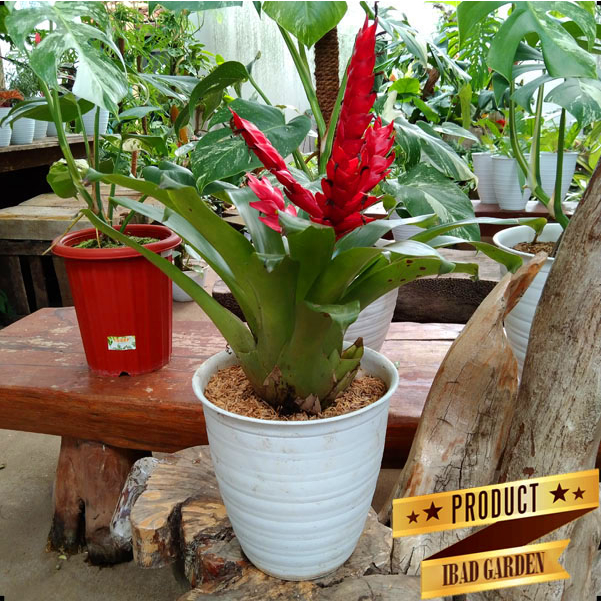 jual Tanaman vriesea christiane bunga merah langsung dari petani