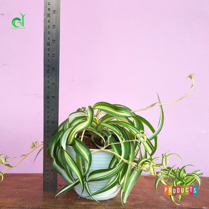 jual Tanaman hias yang unik spider plant langsung dari petani