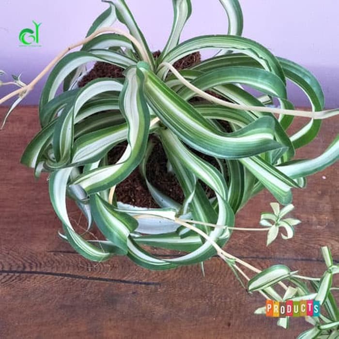 jual Tanaman hias yang unik spider plant langsung dari petani