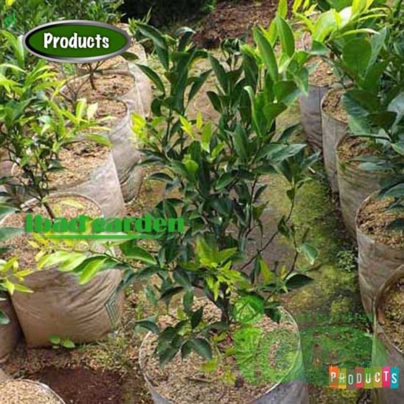 jual Tanaman Jeruk Garut 1 mtr langsung dari petani