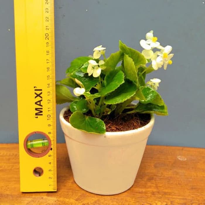 Jual tanaman Begonia bunga putih tumpuk langsung dari petani