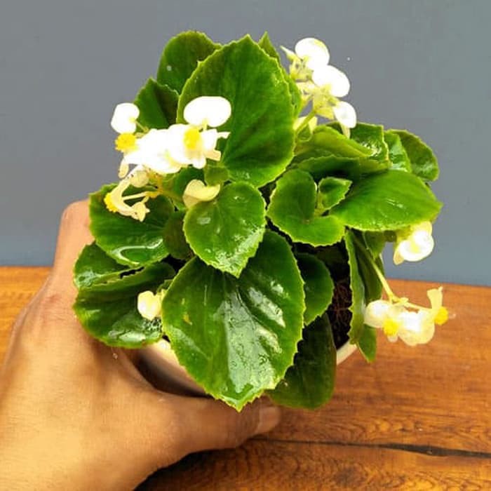 Jual tanaman Begonia bunga putih tumpuk langsung dari petani
